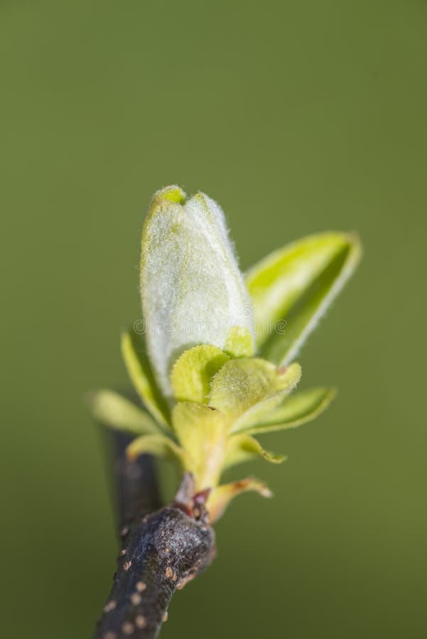 Apple buds stock image. Image of tree, seasonal, garden - 38694815