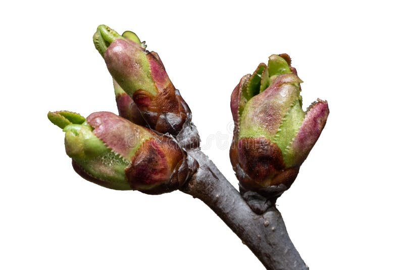 Apple Buds in Spring Close Up Stock Photo - Image of outdoor, white ...