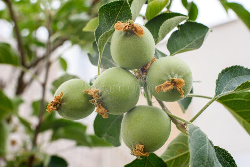 Apple Buds, Still Unripe Green Fruit Growing on the Tree Stock Photo ...