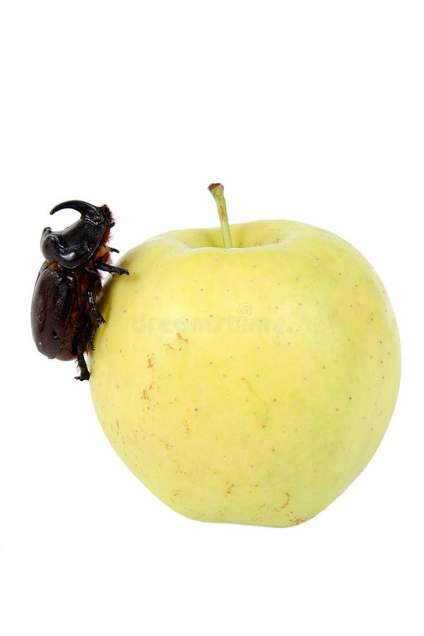 Apple and a bug stock image. Image of animal, meal, insect - 11847639