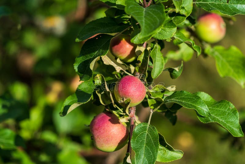 Apple in a Bush of Apple Plant in a Garden, Summer Stock Image - Image ...
