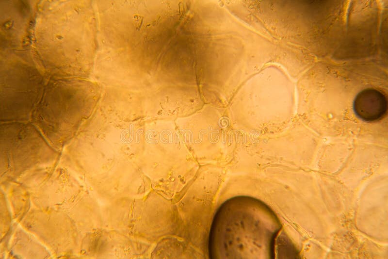 Apple Cells at the Microscope Stock Image - Image of fruit, graph ...