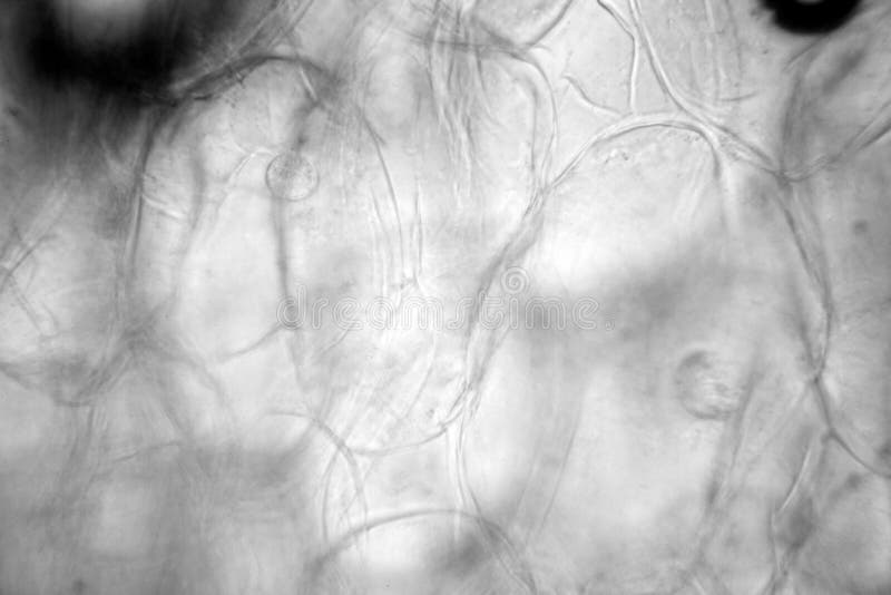 Apple Cells at the Microscope Stock Photo - Image of food, cell: 111148062