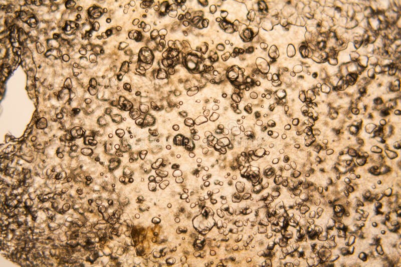 Apple Cells at the Microscope Stock Image - Image of apple, research ...