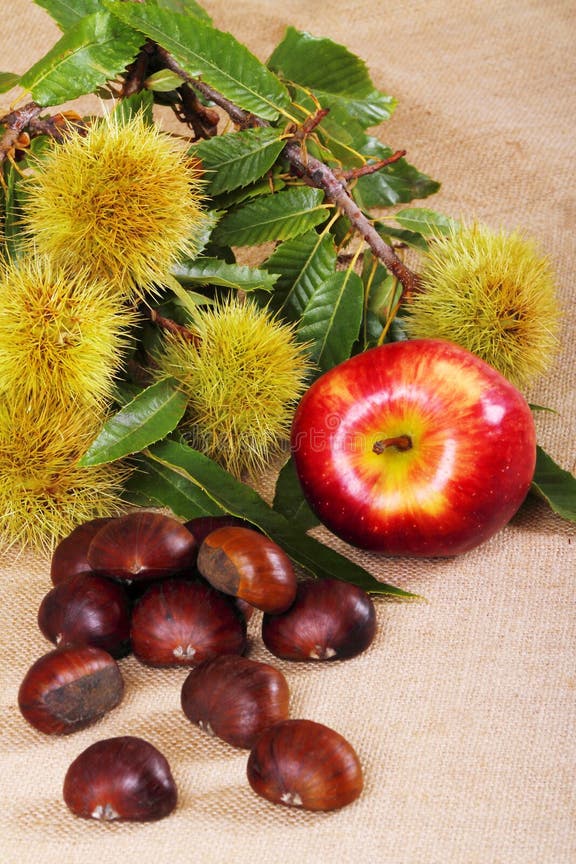 Apple and chestnuts stock photo. Image of hedgehog, fruit - 34452162