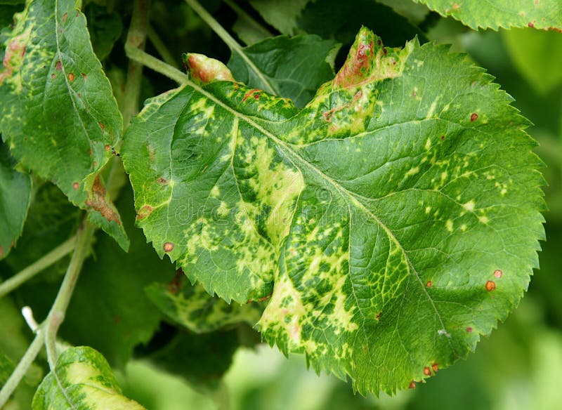 Apple Chlorotic Leaf Spot Virus Stock Image - Image of spotted, fire ...