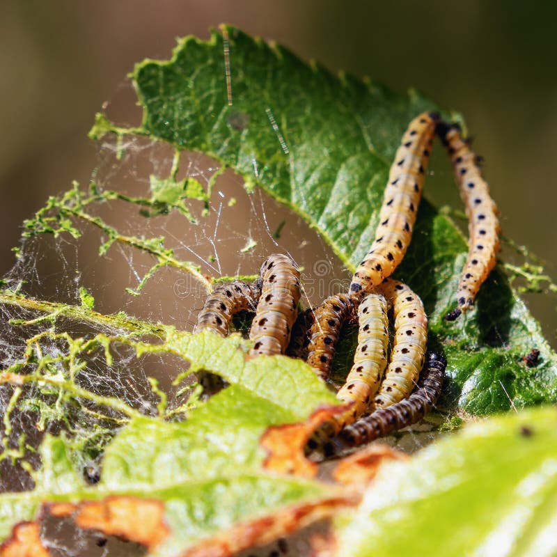 171 Apple Cobweb Stock Photos - Free & Royalty-Free Stock Photos from ...