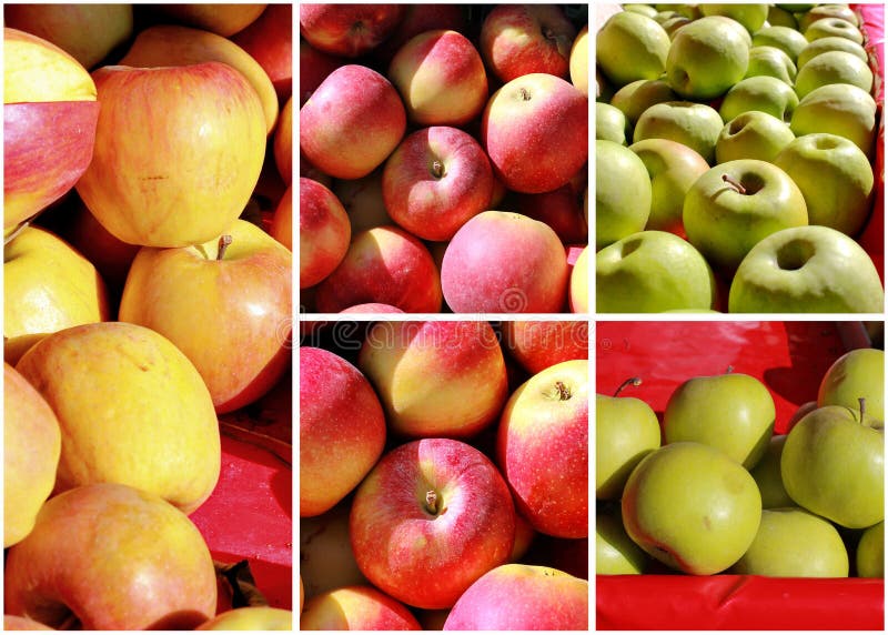 Fruit collage stock image. Image of fruit, pink, isolated - 16697329