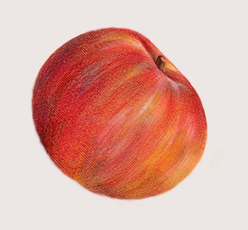 Apple, color pencil stock illustration. Illustration of graphic - 59558635