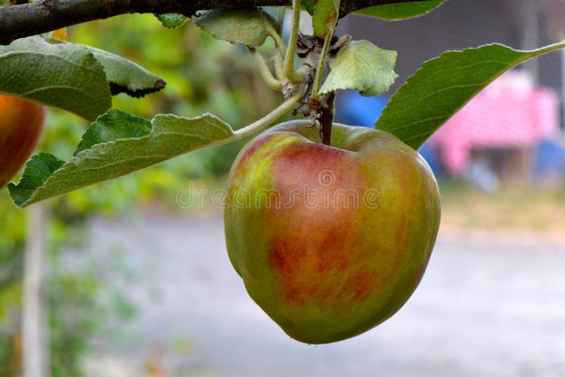 Apple Core with Leaf on Tree 05 Stock Photo - Image of core, garden ...