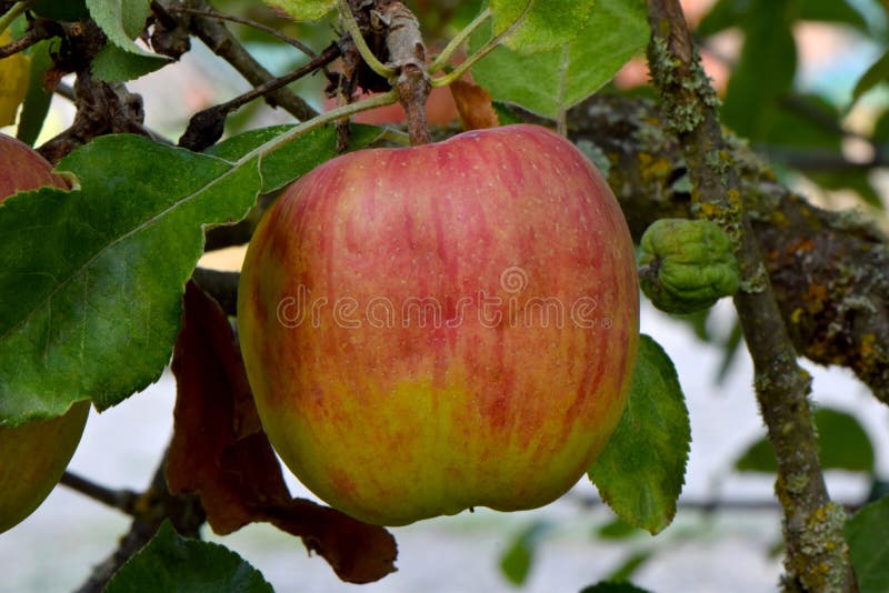 Apple Core with Leaf on Tree 07 Stock Image - Image of hangs, botanical ...