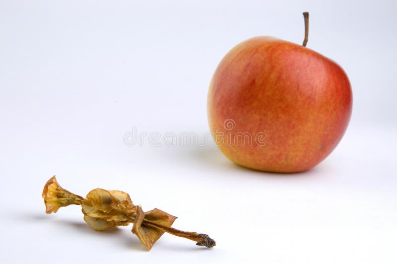Apple core stock photo. Image of eaten, core, fresh, diet - 8430388