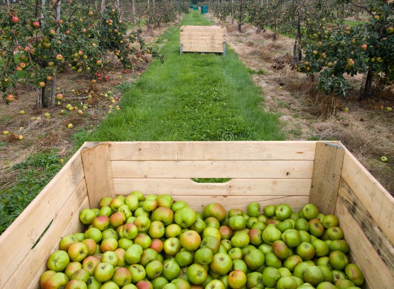Apple crop stock photo. Image of store, country, fruitage - 4021376