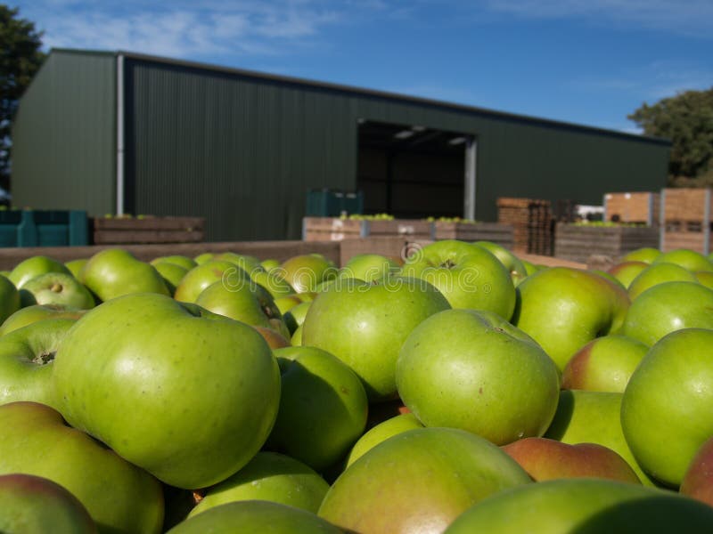 Apple crop stock photo. Image of store, country, fruitage - 4021376