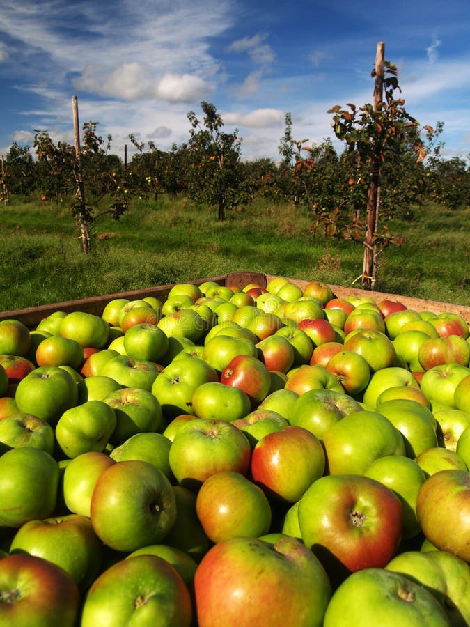 Apple crop stock photo. Image of landscape, apple, health - 5984546