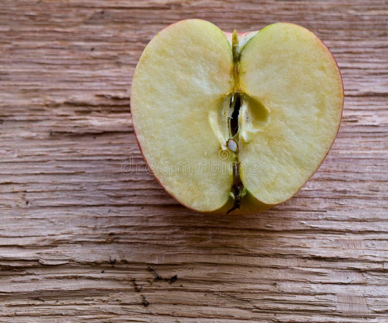 Owl stock photo. Image of look, brown, wildlife, conservation - 7305294