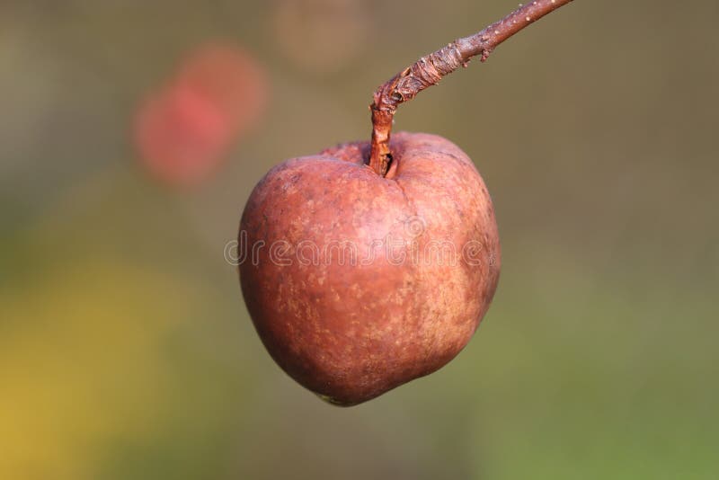 An Apple Damaged by a Fungal Disease Stock Image - Image of apple ...