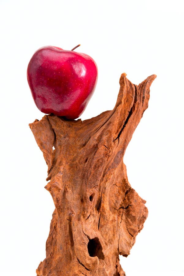 An Apple a Day stock photo. Image of apple, bark, branch - 59202366