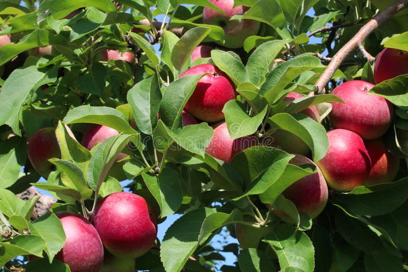 Apple-de Achtergrond Van De Fruitboom Stock Afbeelding - Image of zomer ...
