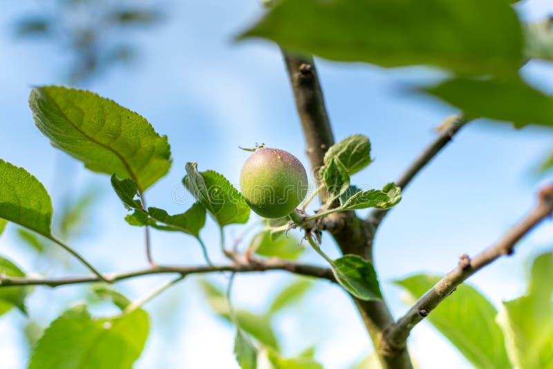 Apple Development Stages. Unripe Apple on a Apple Tree Stock Photo ...