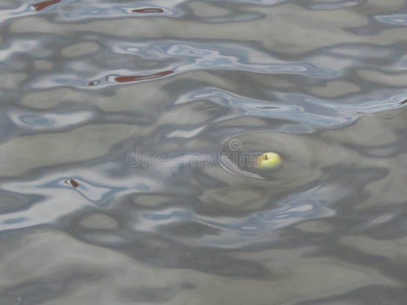 Apple Die in De Rivier Zaan Dichtbij Zaanse Schans Drijven Stock Foto ...