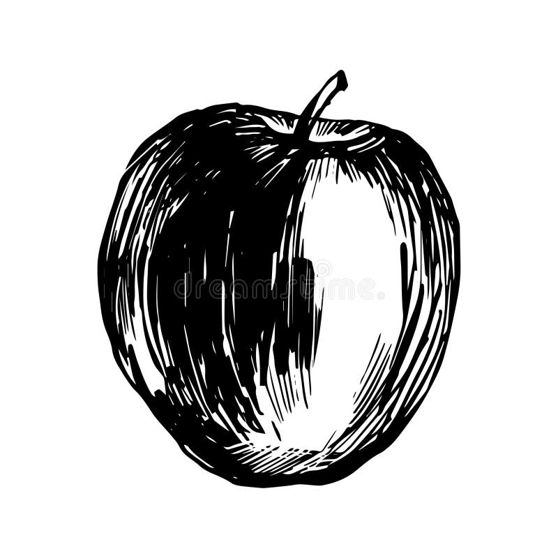 Apple Drawing Illustration, Sketch Style, Black and White, Engraving ...