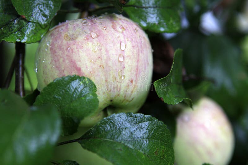 Apple with drops stock image. Image of fruit, cloudy - 23756143