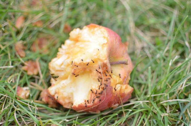 Apple eating stock image. Image of north, ants, united - 79265209