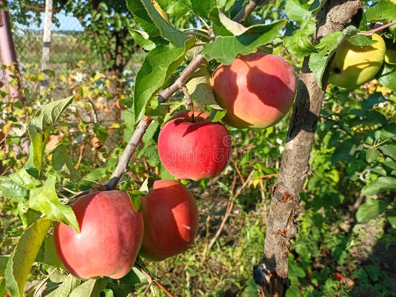 An Apple is an Edible Fruit Produced by an Apple Tree (Malus Domestica ...