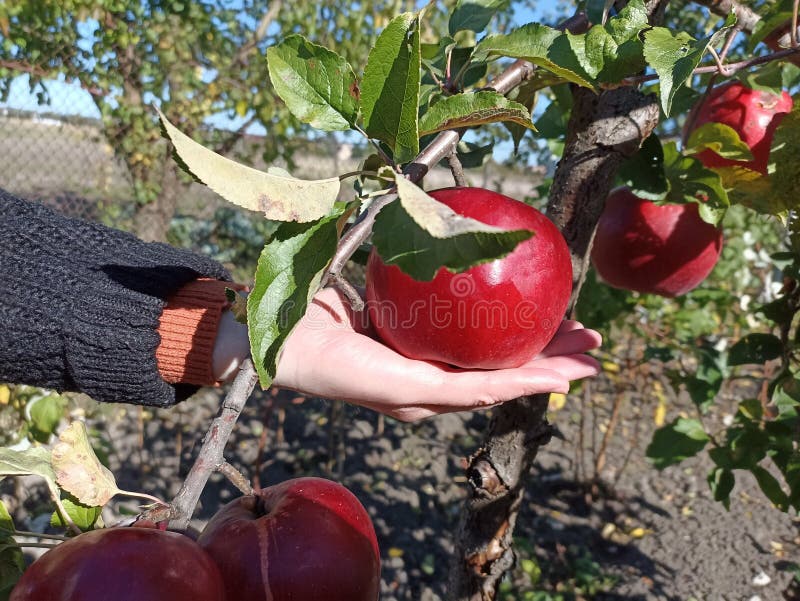 An Apple is an Edible Fruit Produced by an Apple Tree (Malus Domestica ...