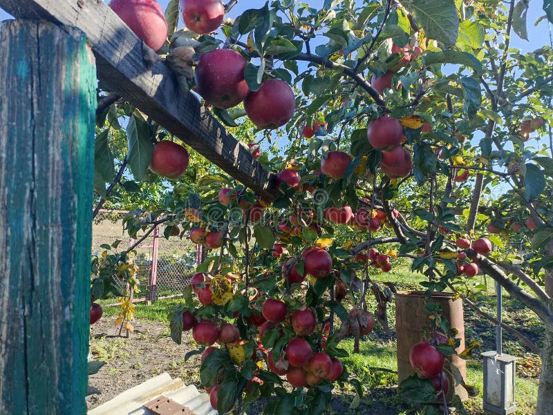 An Apple is an Edible Fruit Produced by an Apple Tree (Malus Domestica ...