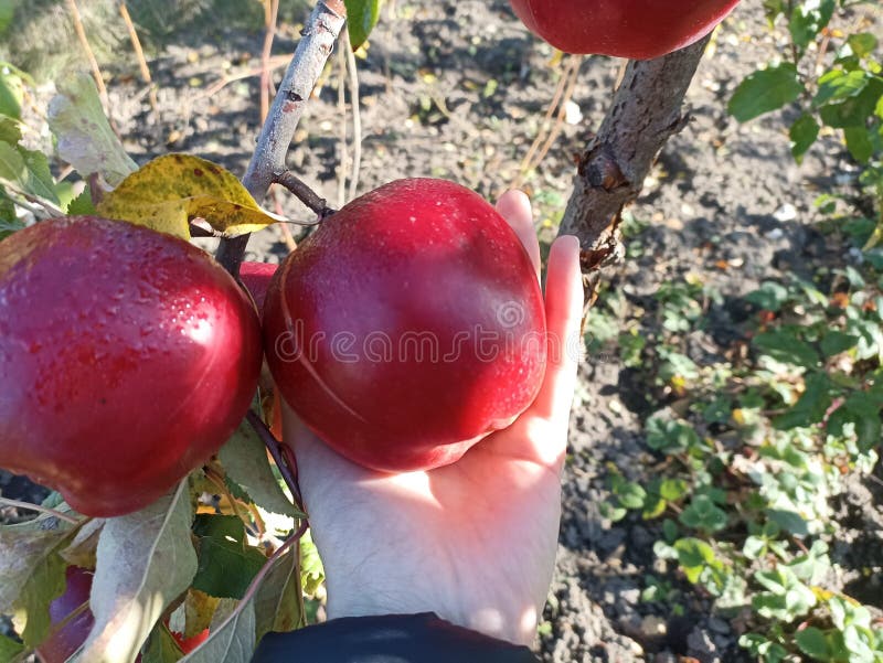 An Apple is an Edible Fruit Produced by an Apple Tree (Malus Domestica ...