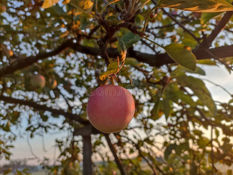 An Apple is an Edible Fruit Produced by an Apple Tree (Malus Domestica ...