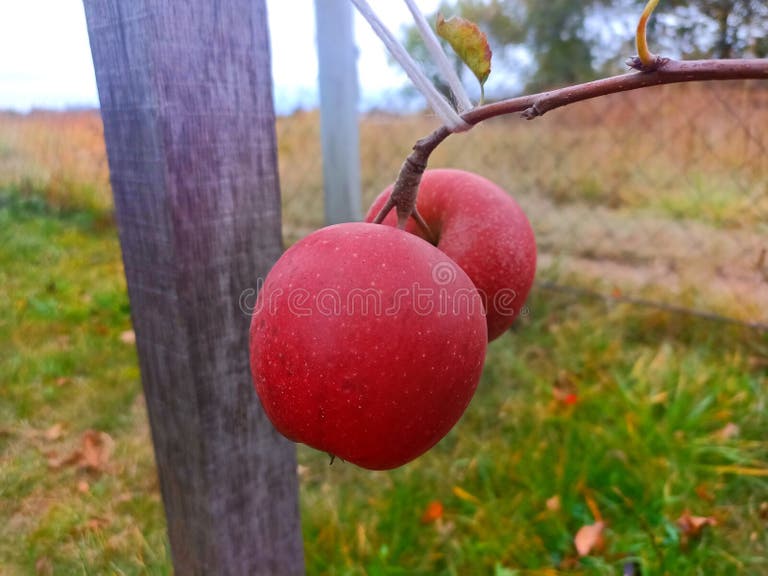 An Apple is an Edible Fruit Produced by an Apple Tree (Malus Domestica ...