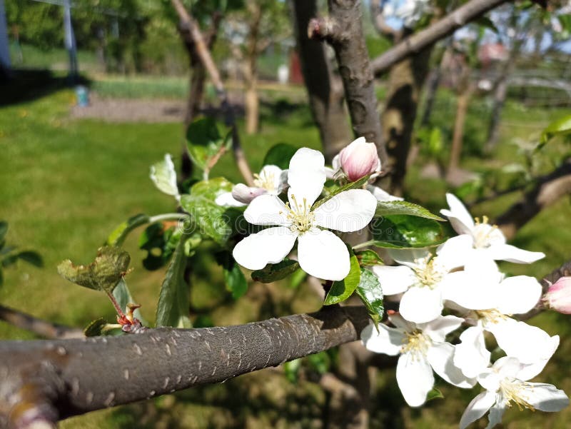 An Apple is an Edible Fruit Produced by an Apple Tree (Malus Domestica ...