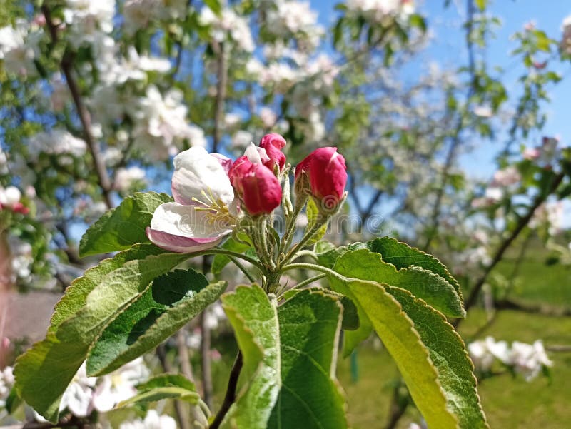 An Apple is an Edible Fruit Produced by an Apple Tree (Malus Domestica ...