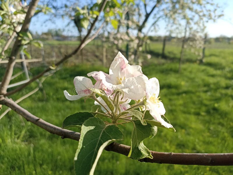 An Apple is an Edible Fruit Produced by an Apple Tree (Malus Domestica ...