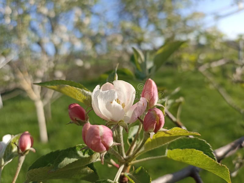 An Apple is an Edible Fruit Produced by an Apple Tree (Malus Domestica ...