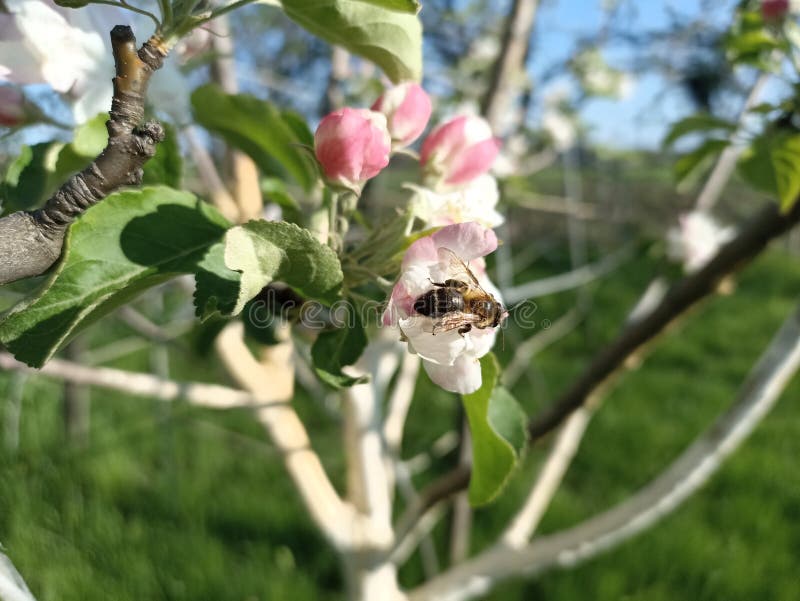 An Apple is an Edible Fruit Produced by an Apple Tree (Malus Domestica ...