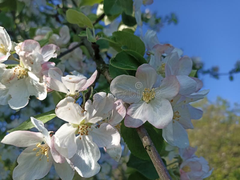 An Apple is an Edible Fruit Produced by an Apple Tree (Malus Domestica ...