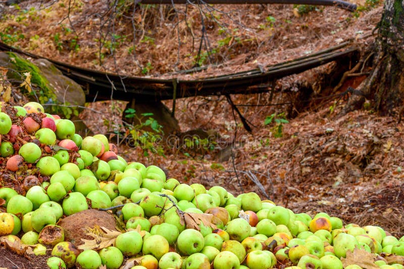 Apple fall stock photo. Image of scenery, apples, fall - 61499628