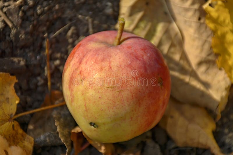 An Apple Fallen from a Tree, Lying in the Grass Stock Photo - Image of ...