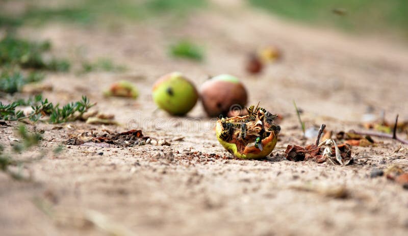 Apple Falling To the Ground Stock Photo - Image of apple, apples: 61635738