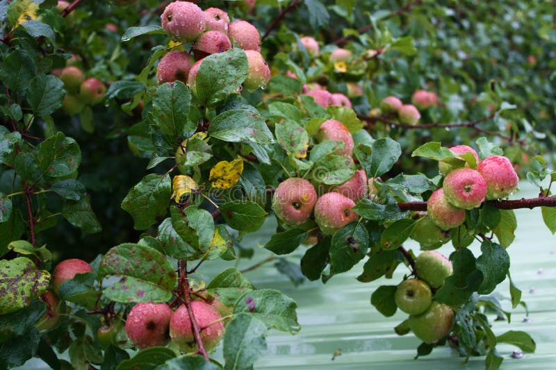 Apple farm stock image. Image of farm, fruit, harvest - 10286169