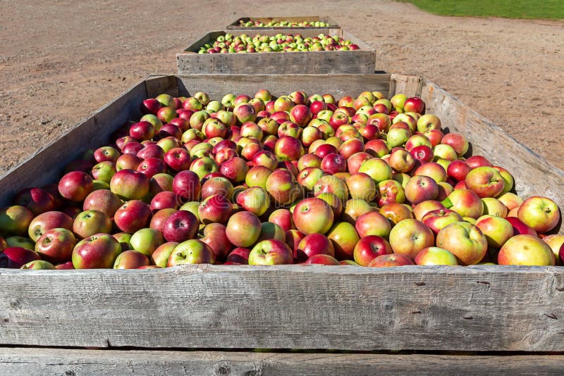Apple Farm stock photo. Image of fruit, ripened, macintosh - 56993698