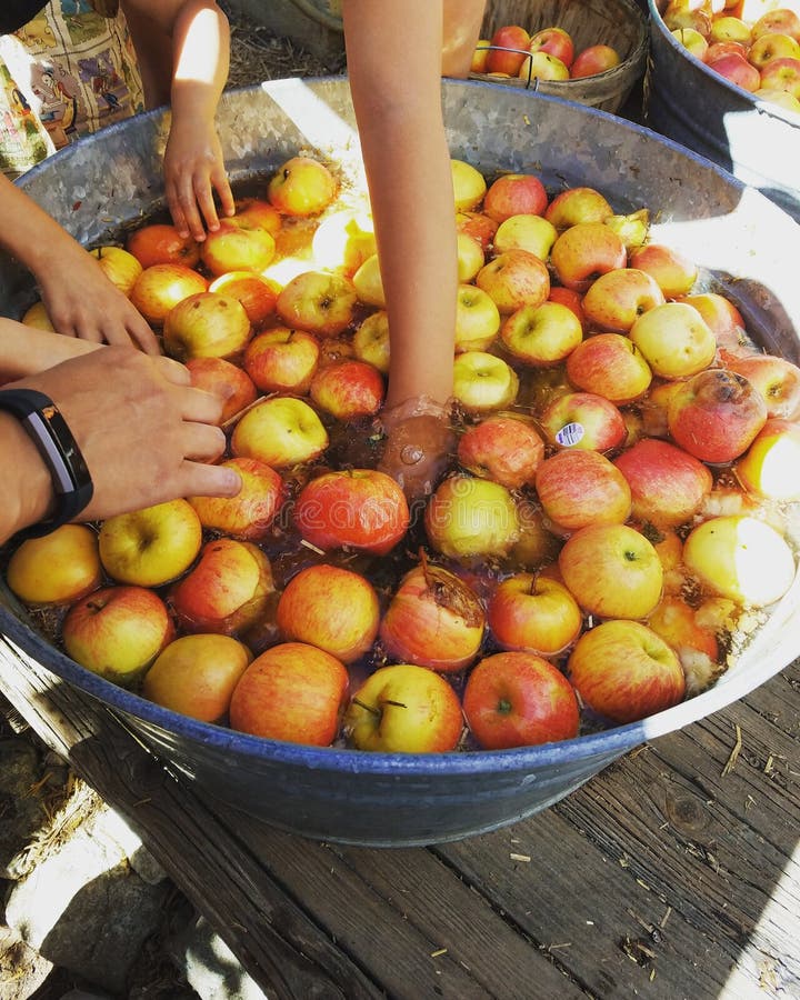 Apple farm editorial photo. Image of farm, spending, time - 81362391