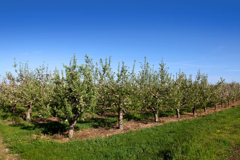 Apple farm stock image. Image of farm, fruit, harvest - 10286169