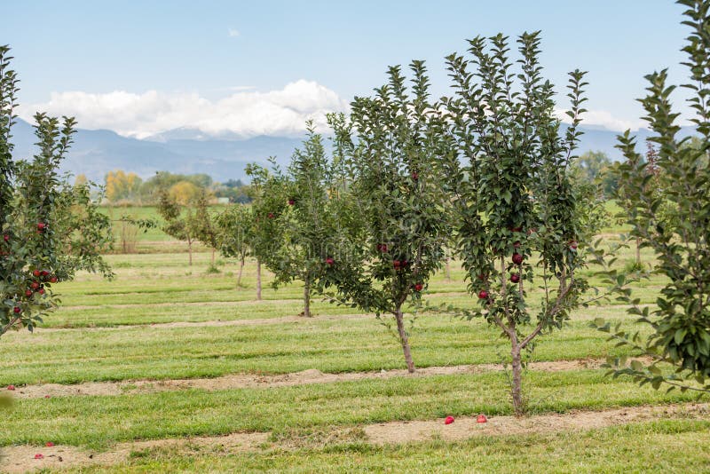 Apple farm stock image. Image of round, autumn, natural - 45606283