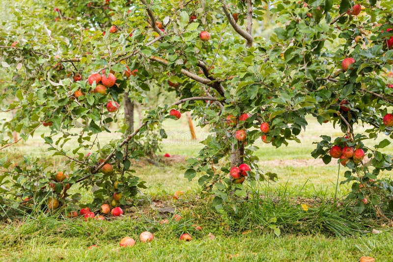 Apple farm stock photo. Image of fall, organic, food - 45606518
