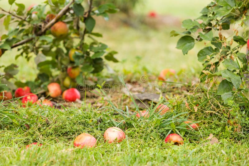 Apple farm stock image. Image of organic, natural, agriculture - 45606547
